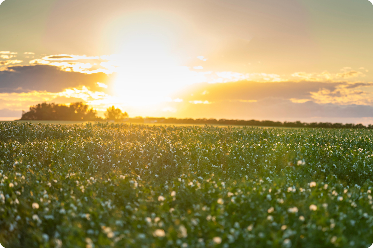Canada–China trade breakthrough / pea tariffs lifted after Beijing ...